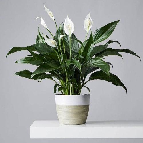 Best Indoor Plants | Top 10 Plants To Grow At Home